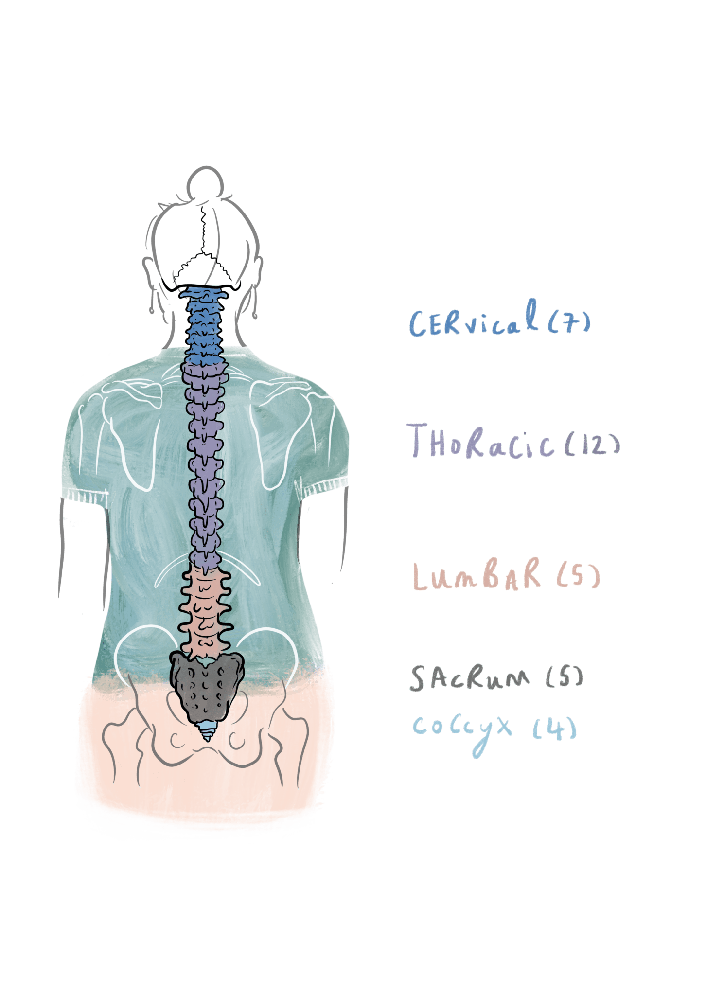 Basic Spine Anatomy Brainbook Basic Spine Anatomy Brainbook