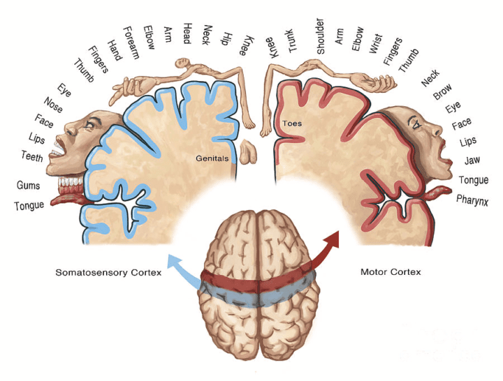 Phantom Limb Pain | Brainbook